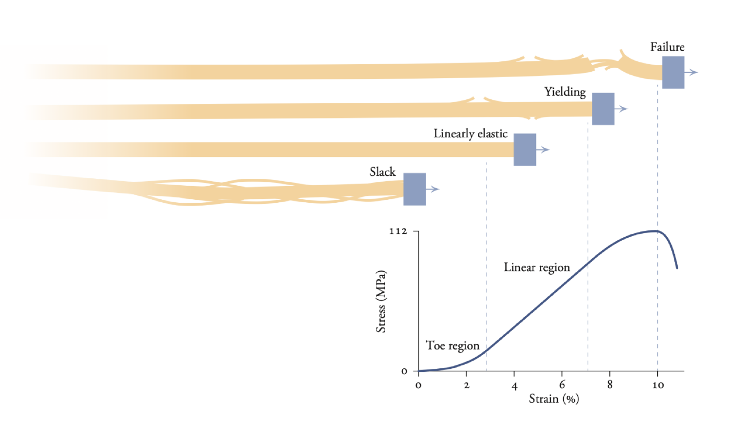 How To Improve Our Tendon Health with Training - Wu Tsai Human ...